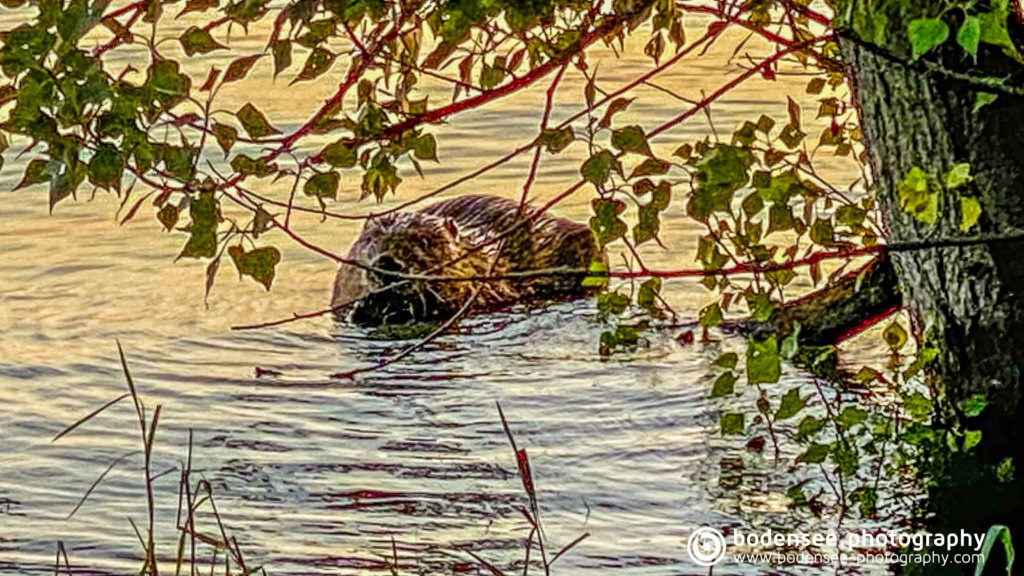 Biber schwimmt im Bodensee - bodensee.photography